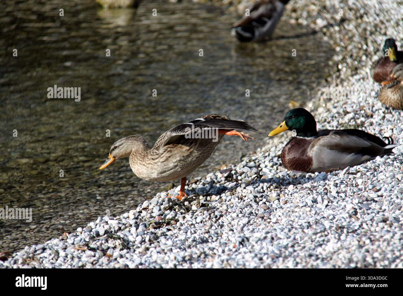 Female Mallard Duck Stretching Wing Next to Male Duck on Pebble Beach ...