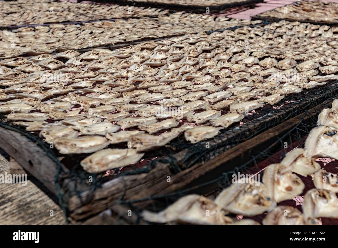 Sun dried fish on the wooden pier in the fishing village in Palau Ketam ...
