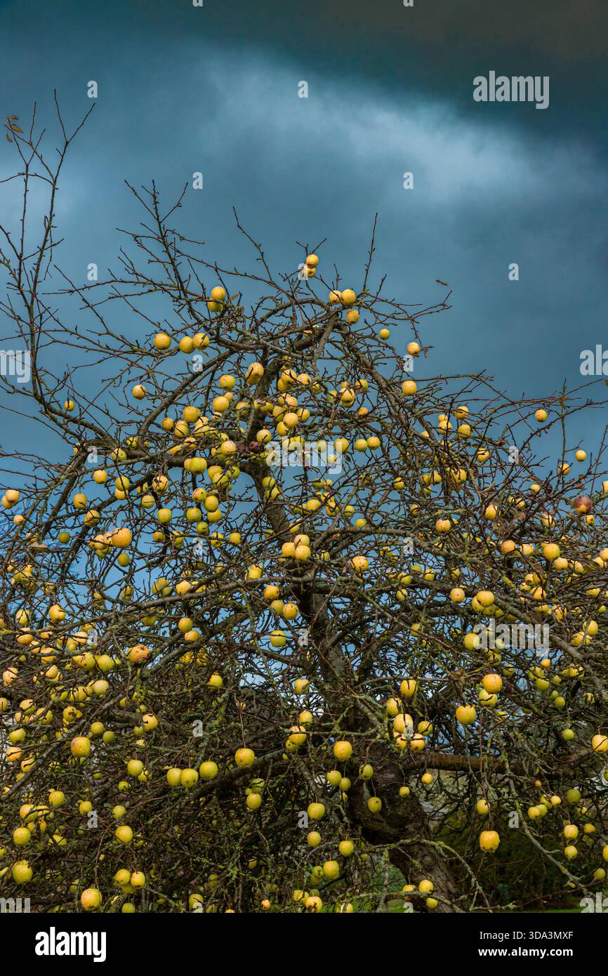 Apple tree in winter full of fruits Stock Photo - Alamy