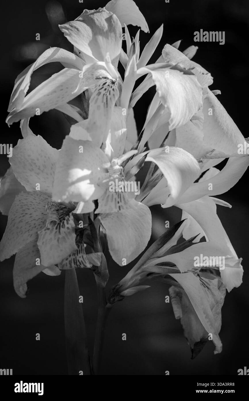 Contrast vignette Black and White Stock Photos & Images - Alamy