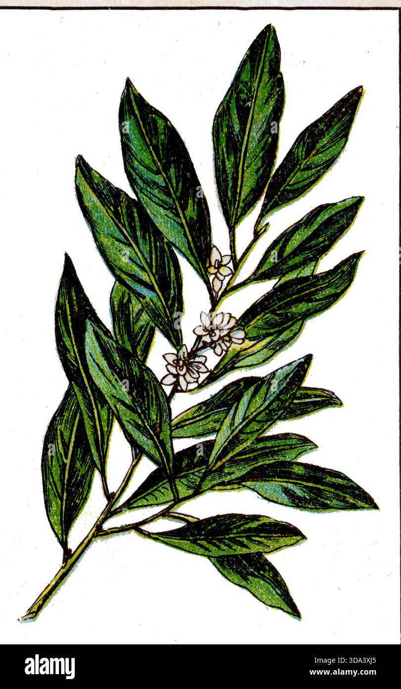 Lorbeer laurel laurus nobilis hi-res stock photography and images - Alamy