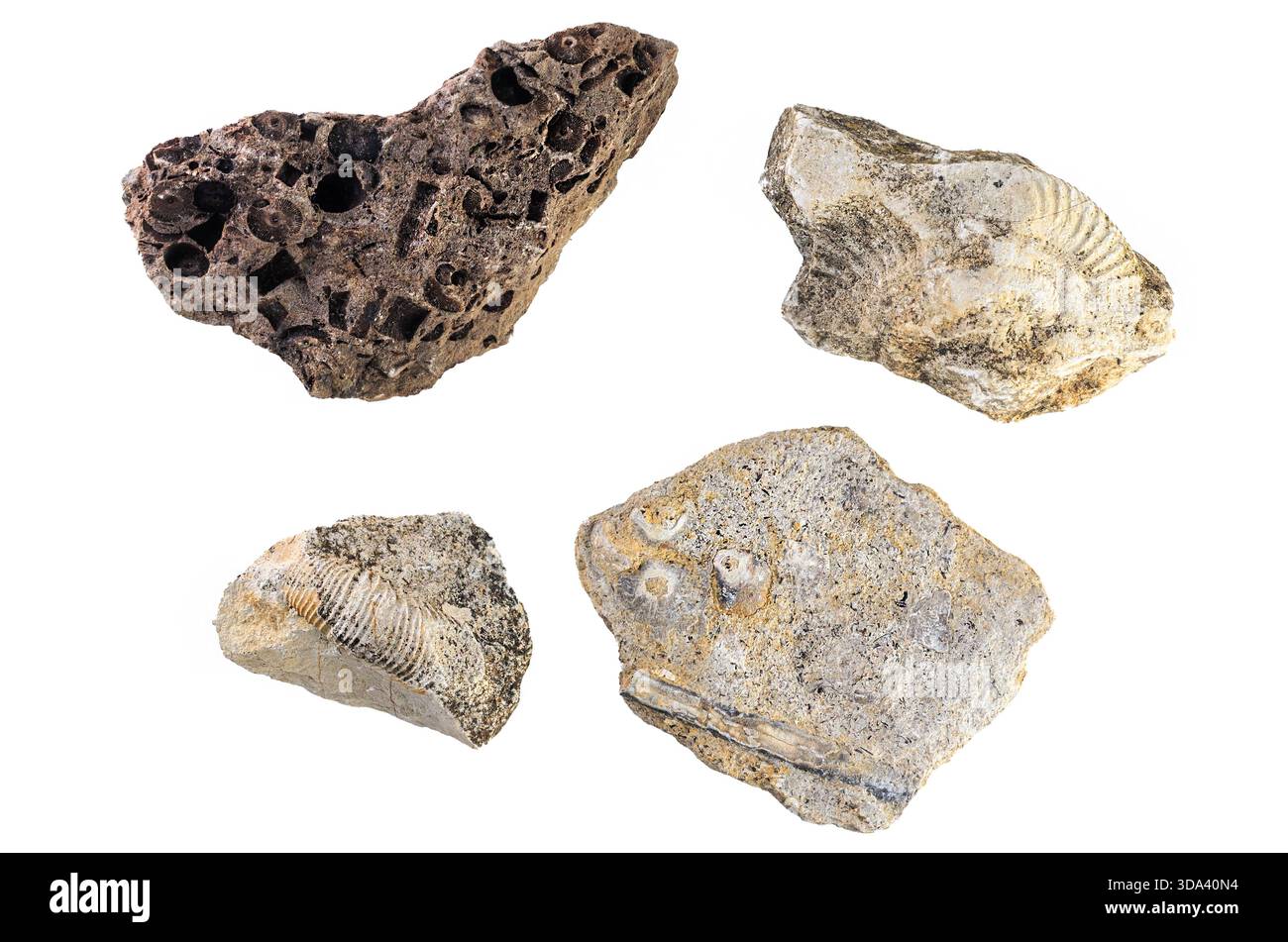 Ancient specimens Cut Out Stock Images & Pictures - Alamy