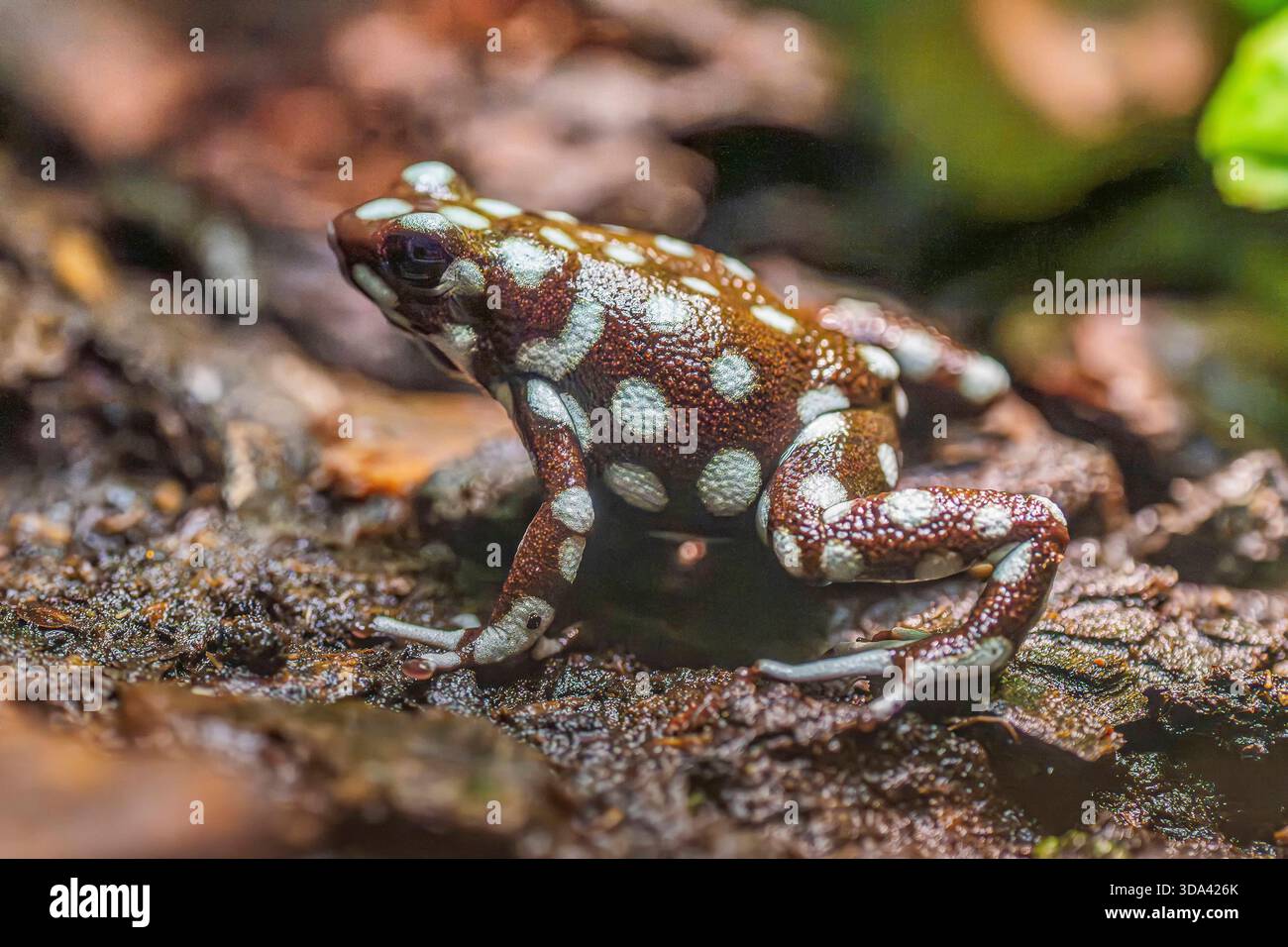 Ein Scvhokoladenbaumsteiger Excidobates mysteriosus im Affenhaus im ...