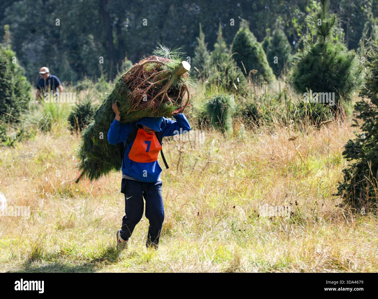 People visit the Christmas Tree Forest, located in the municipality of ...