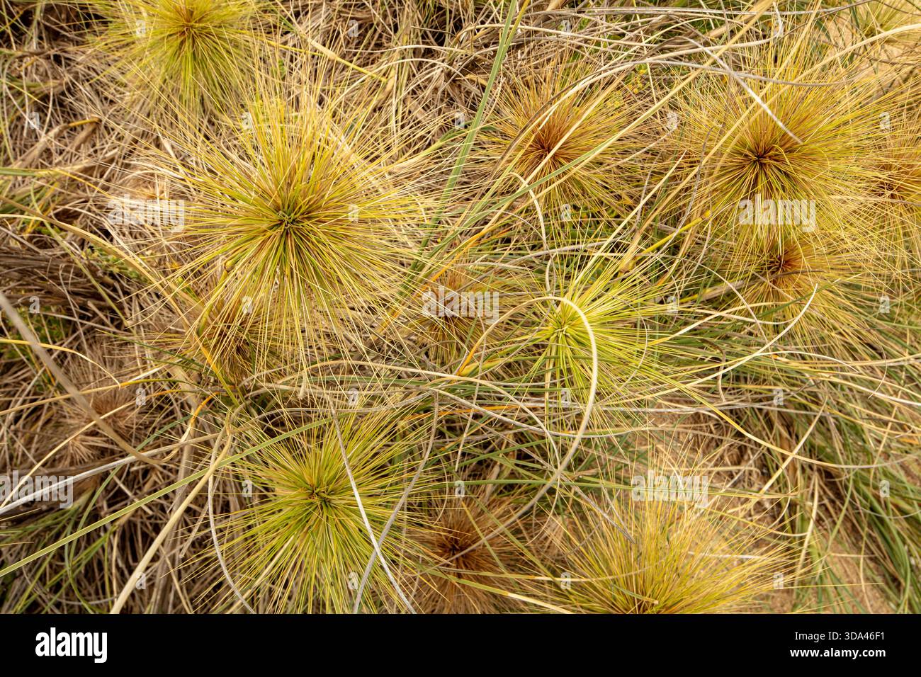 Very close up natural patterns of Cyperus papyrus, in soft West ...