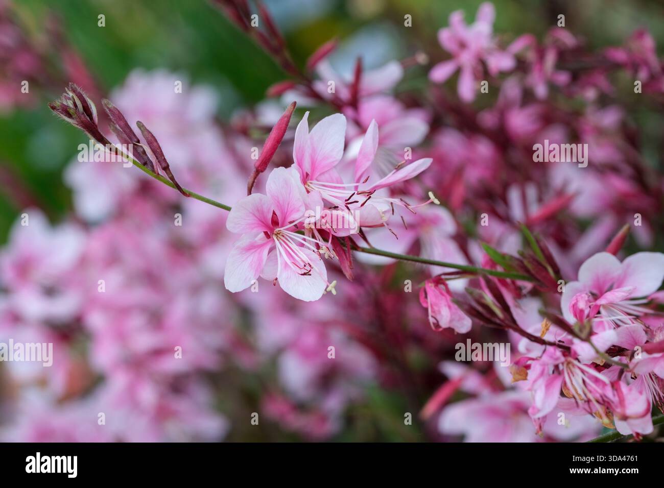 Gaura lindheimeri gauchebra hi-res stock photography and images - Alamy