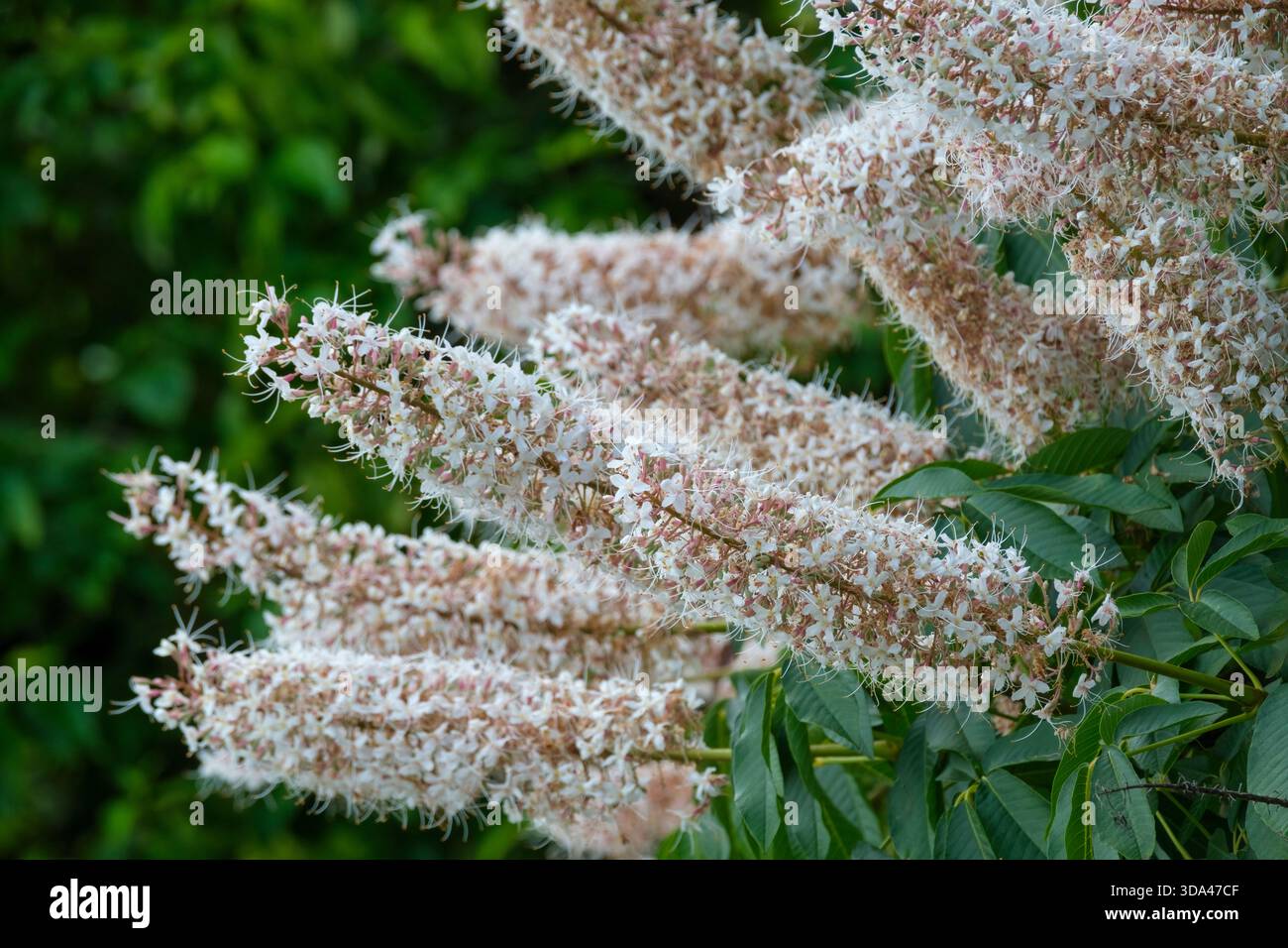 Buckeye tree aesculus californica california hi-res stock photography ...