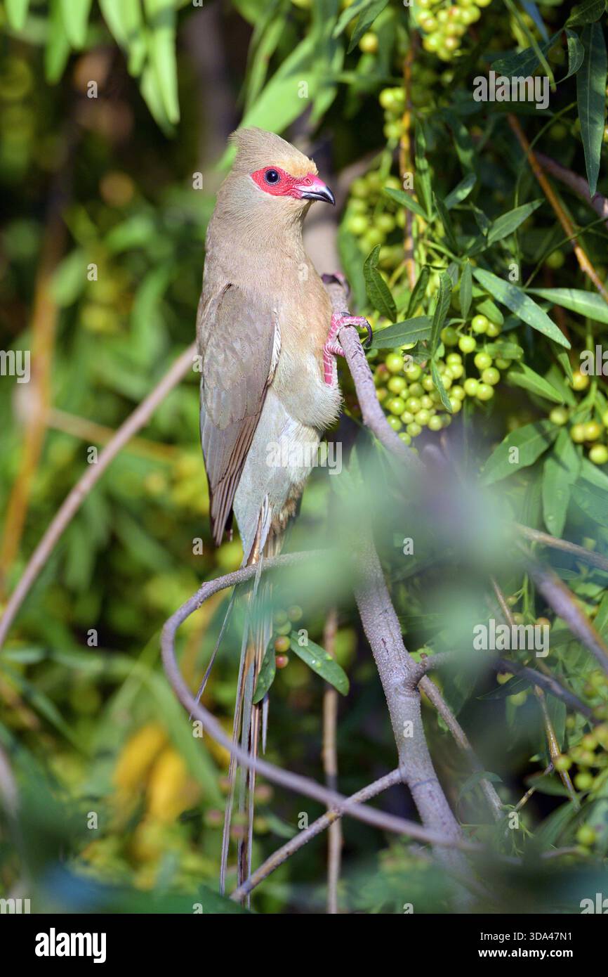 Red-faced mousebird (Urocolius indicus) from Upington, South Africa ...
