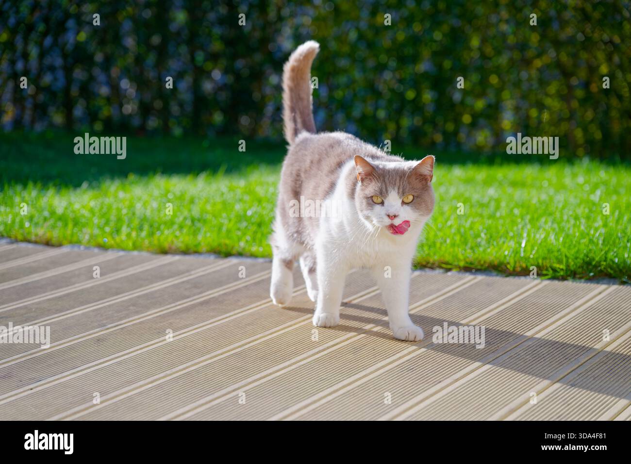 British shorthair cat with raised tail standing on sunlit deck and ...