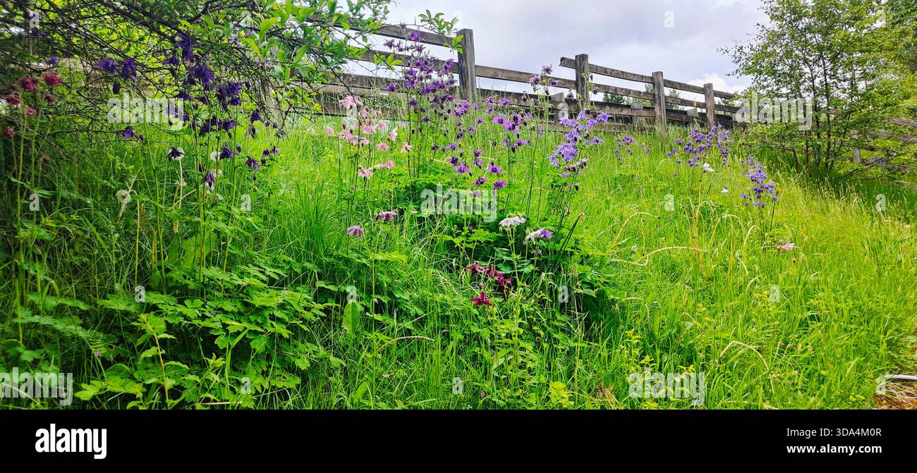 Lush green highland field blooming hi-res stock photography and images ...