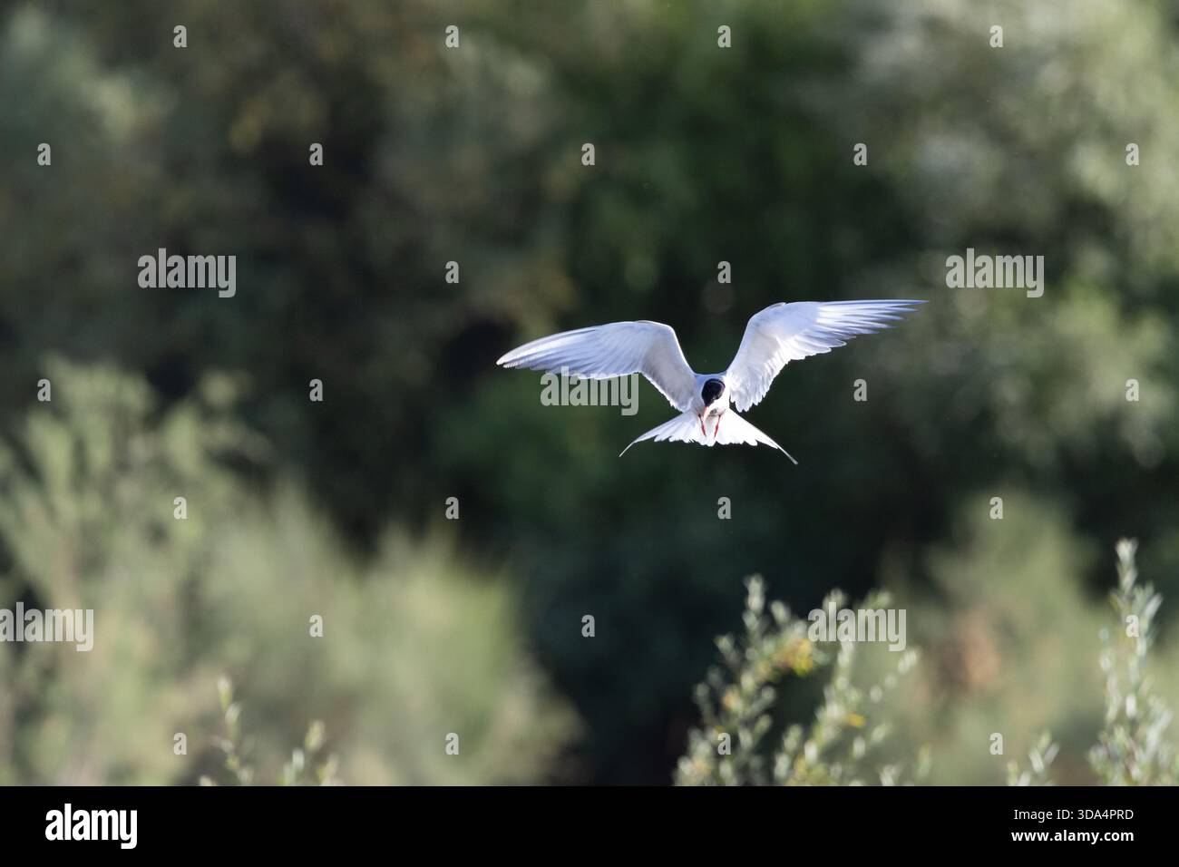 Tigris river bird hi-res stock photography and images - Alamy