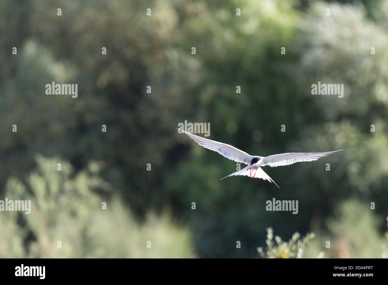 Tigris river bird hi-res stock photography and images - Alamy