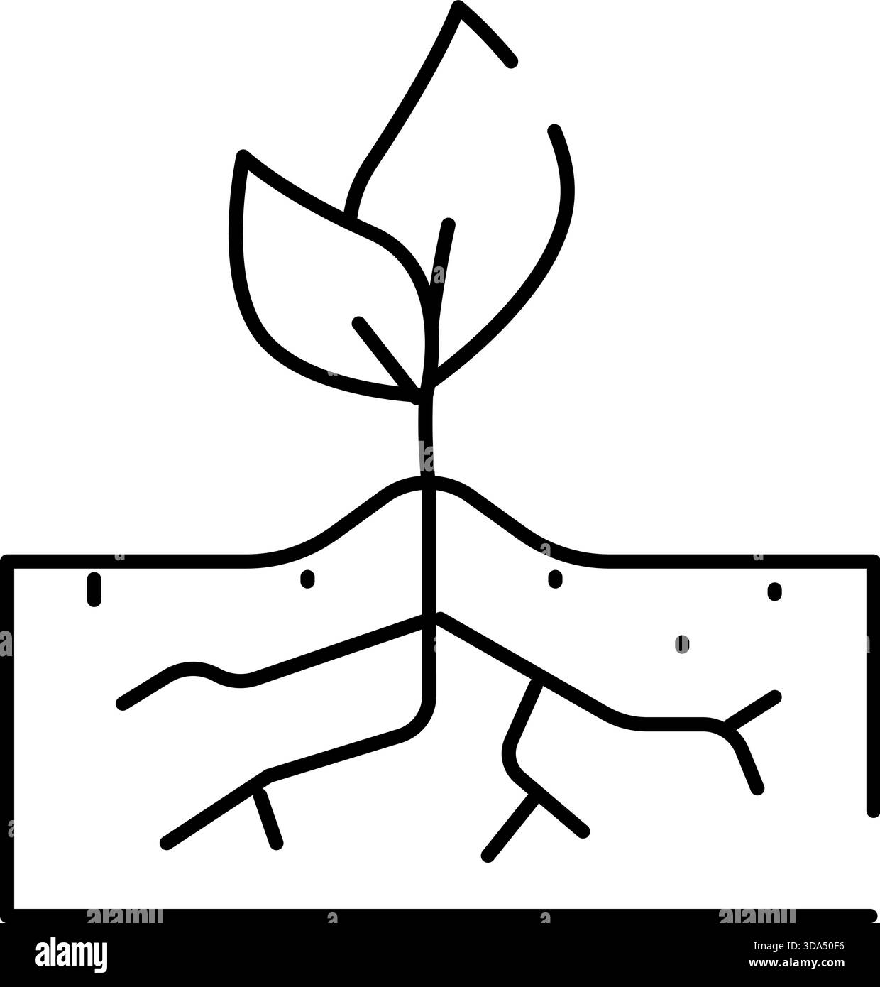 Growth plant from sprout Black and White Stock Photos & Images - Alamy