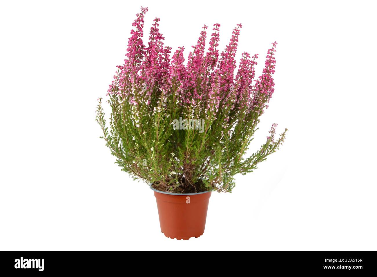 Heather flora landscape Cut Out Stock Images & Pictures - Alamy
