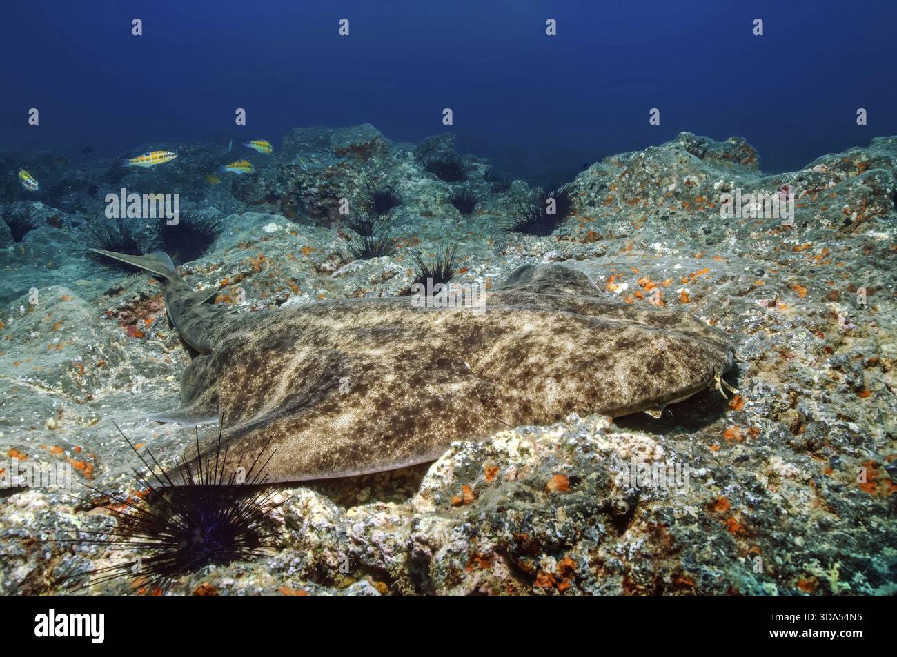 Underwater photo of predator fish lurking well camouflaged for prey ...