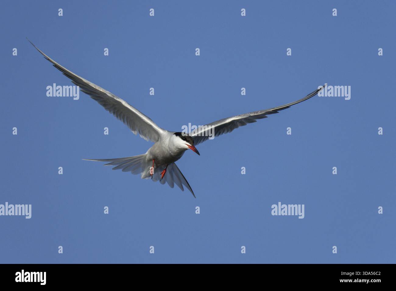 Common tern, Sterna hirundo, aerial view Stock Photo - Alamy