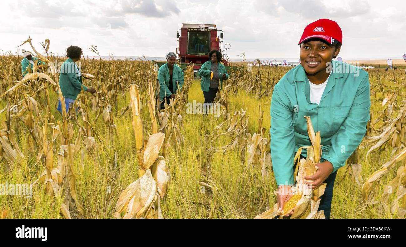 Harvester maize southern africa hi-res stock photography and images - Alamy