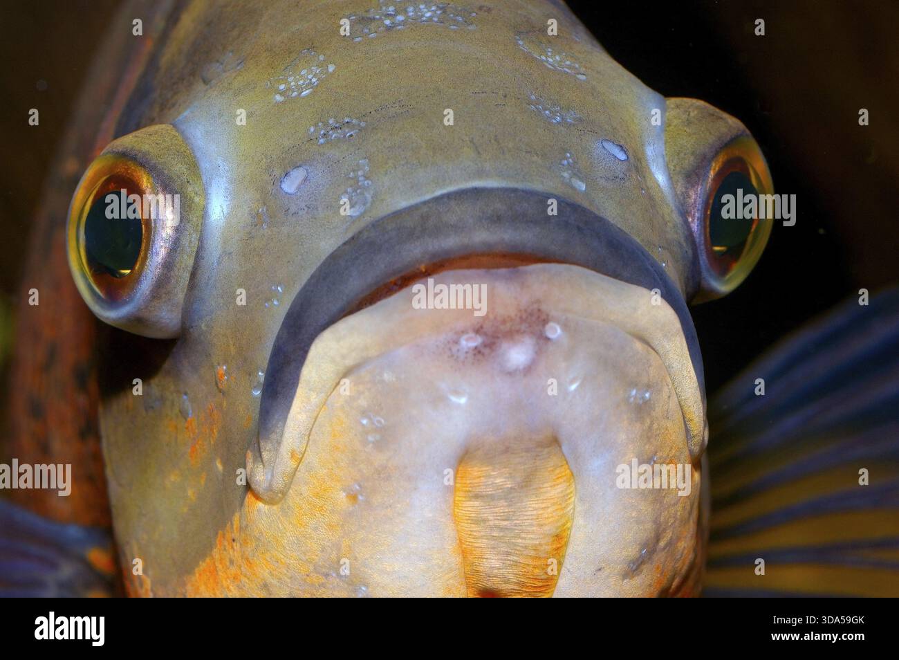 Detailed view head of cichlid from genus Astronotus Stock Photo - Alamy