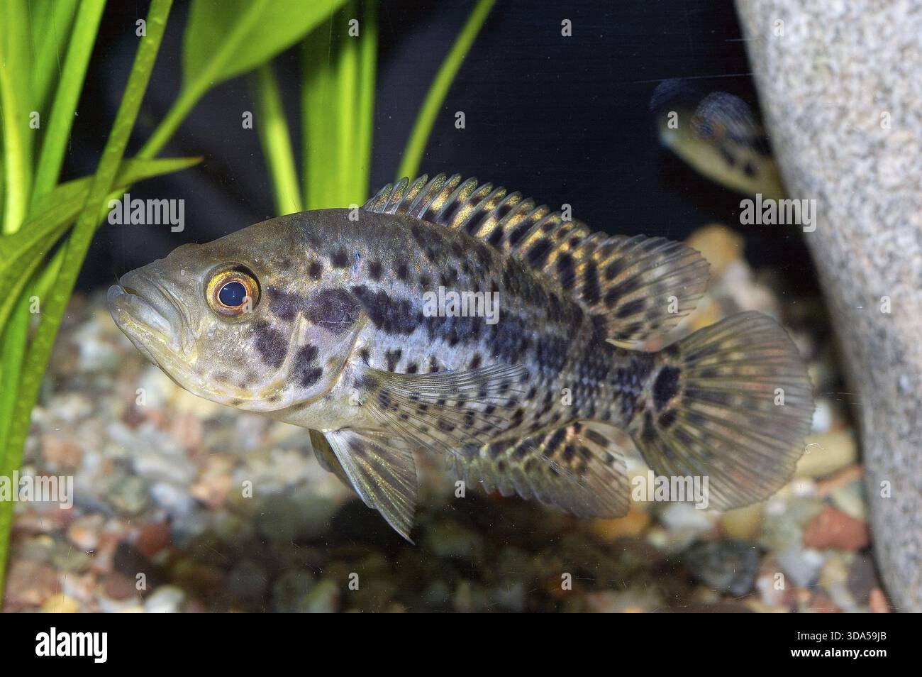 Nice black dotted cichlid fish from genus Nandopsis Stock Photo - Alamy