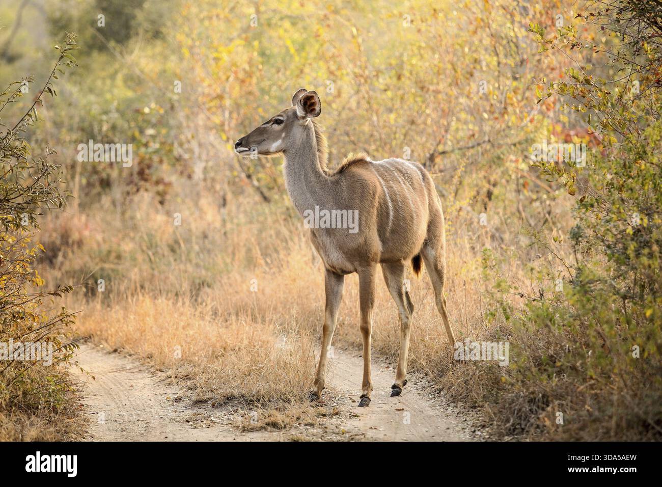 African Kudu Cow antelope buck in a South African wildlife reserve ...