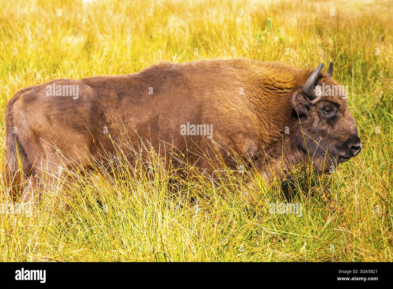 Bielaviezskaja pusca national park hi-res stock photography and images ...