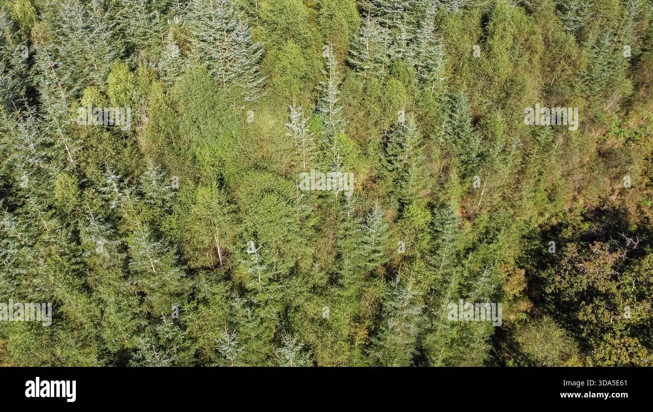 Aerial view coniferous forest green hi-res stock photography and images ...