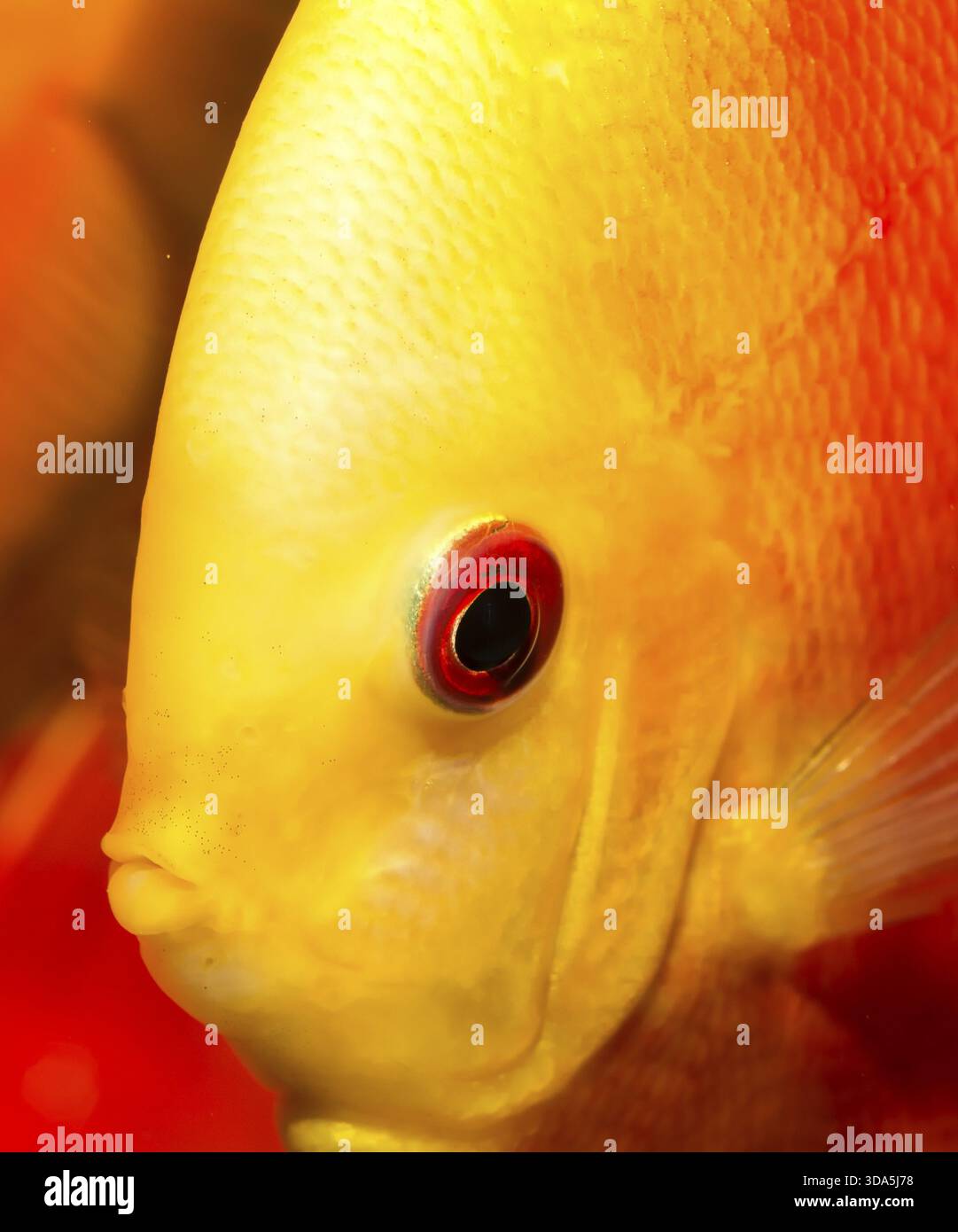 Portrait of red orange discus fish Stock Photo - Alamy