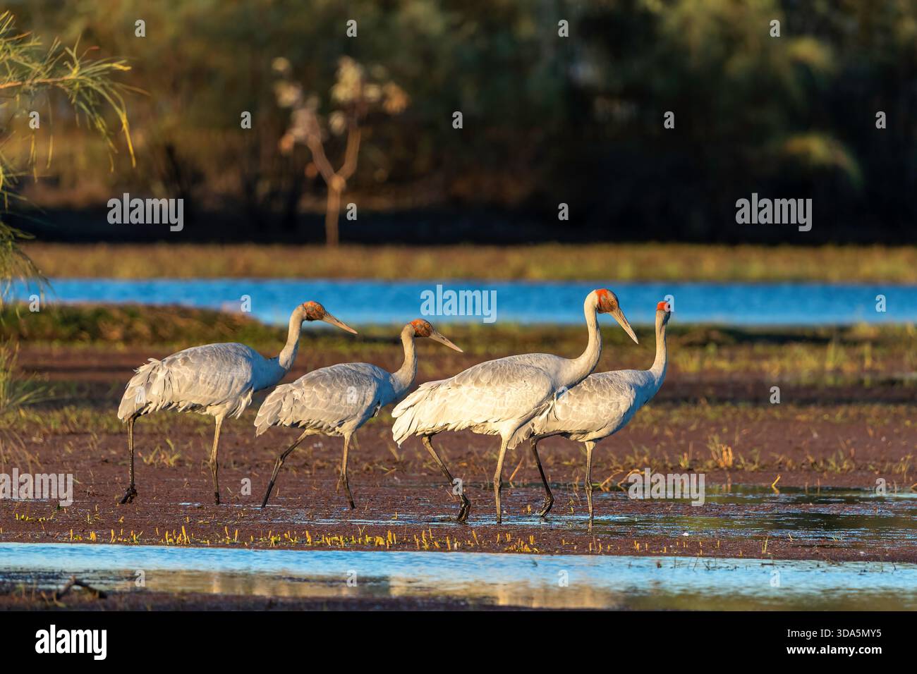 Family group of four Brolgas (Antigone rubicunda) wading through ...