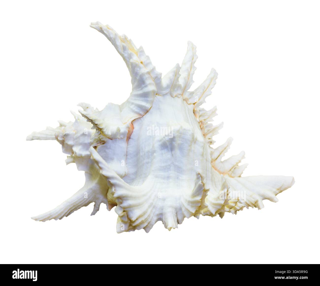 Shell of Chicoreus Ramosus, Ramose Murex or Branched Murex, is a ...