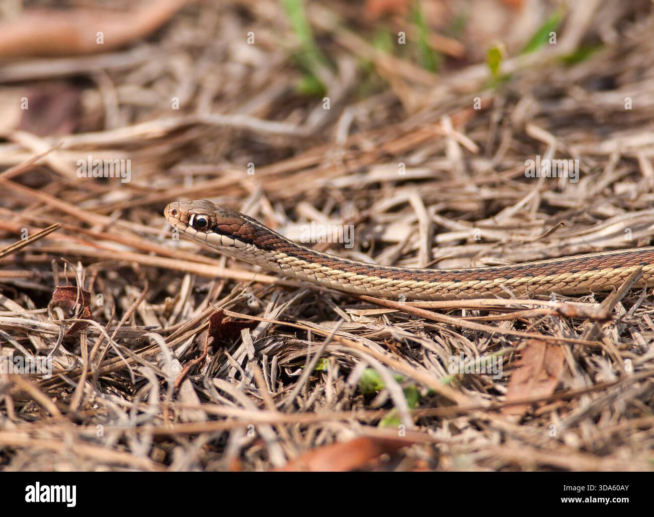 Common Ribbon Snake (Thamnophis sauritus) crawling through short ...