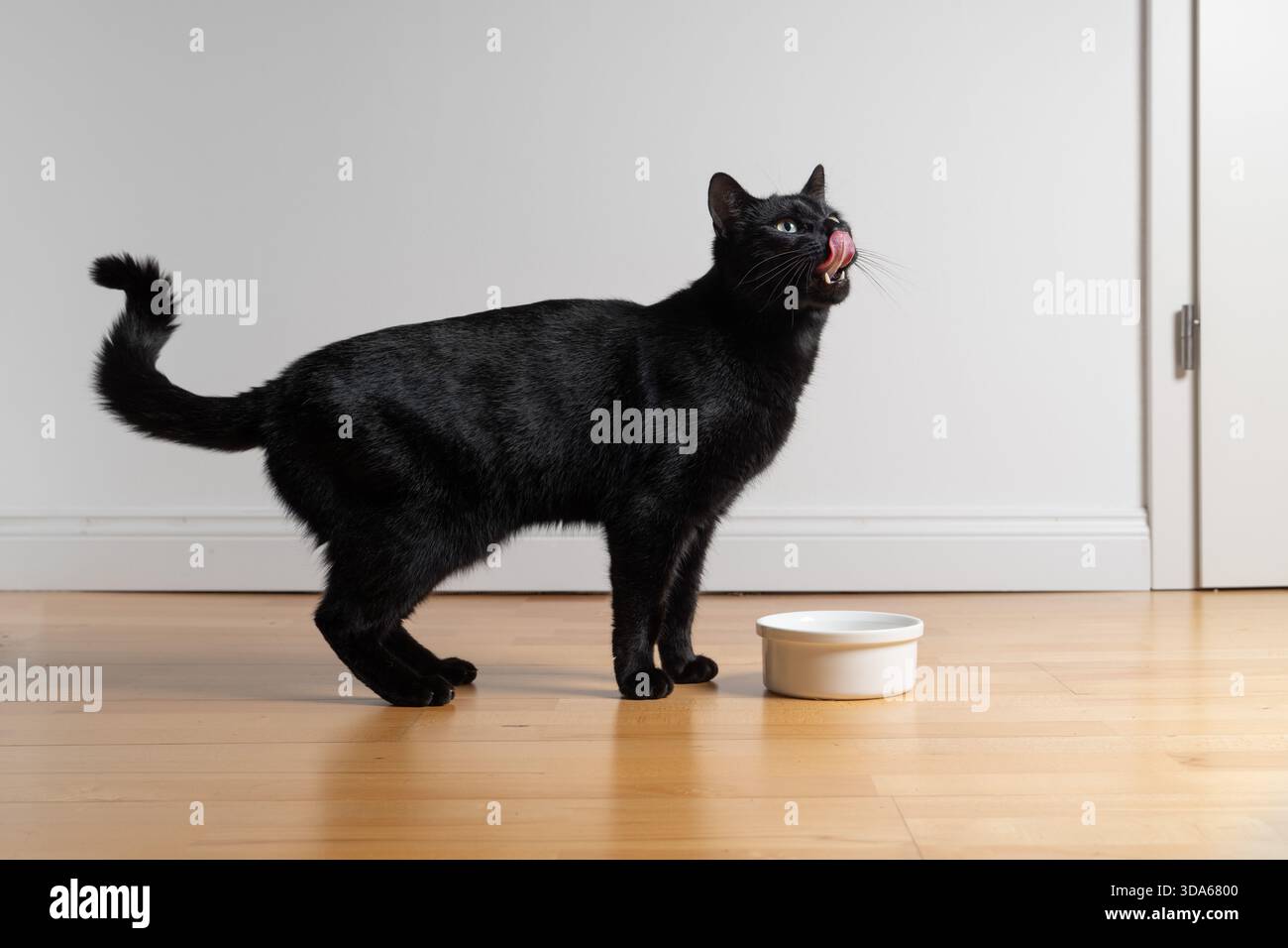 Side view of a black cat standing in front of a food bowl, looking up ...
