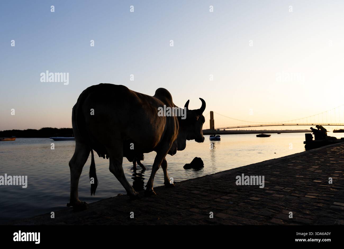 Indian cow near calm hi-res stock photography and images - Alamy