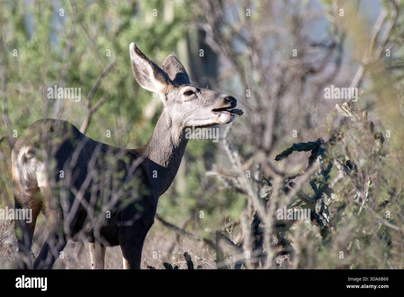 Mule Deer (Odocoileus hemionus) eating Cholla Cactus Stock Photo - Alamy