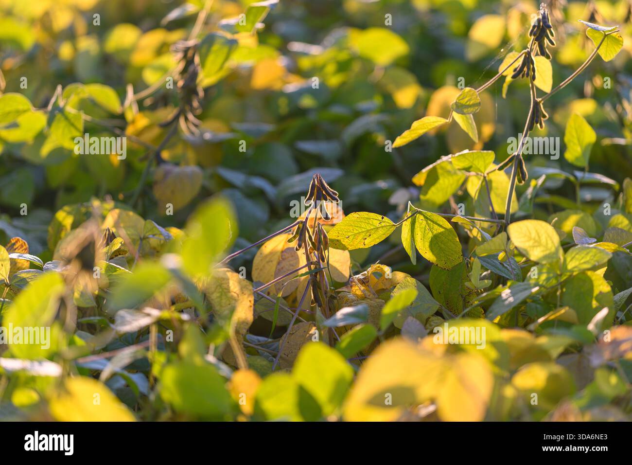 Rimlit canopy hi-res stock photography and images - Alamy