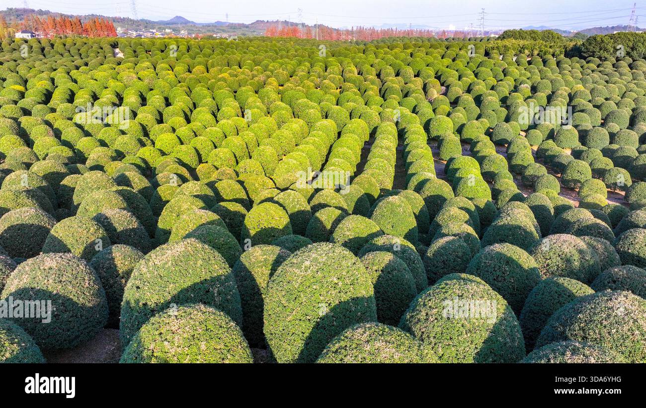 Aerial Photo Shows Osmanthus Trees In Hangzhou City East China S