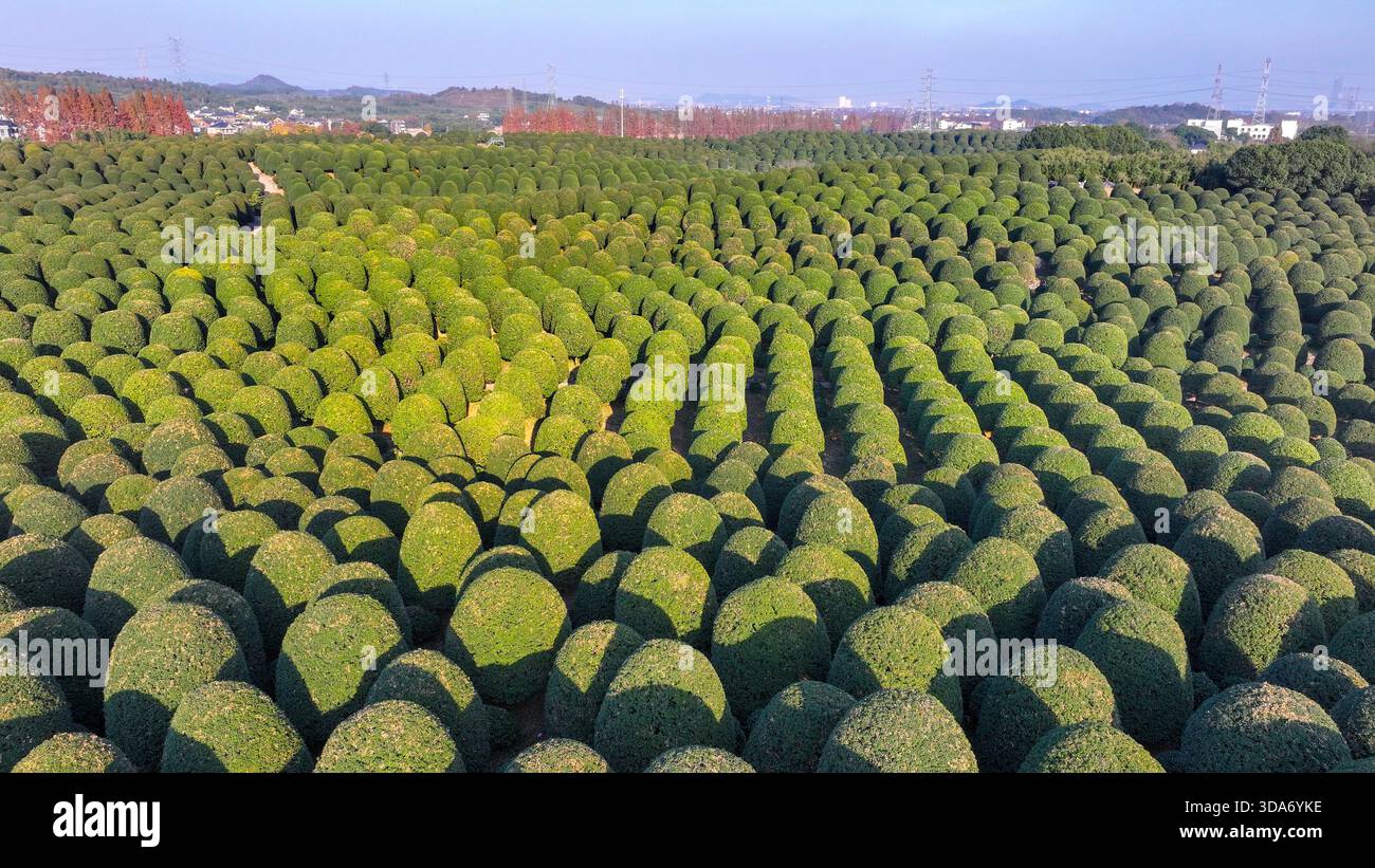 Aerial photo shows osmanthus trees in Hangzhou City, east China's ...