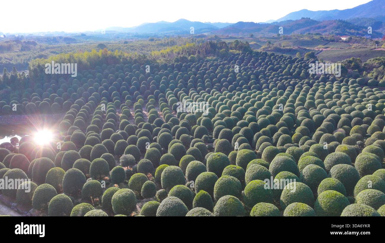 Aerial photo shows osmanthus trees in Hangzhou City, east China's ...