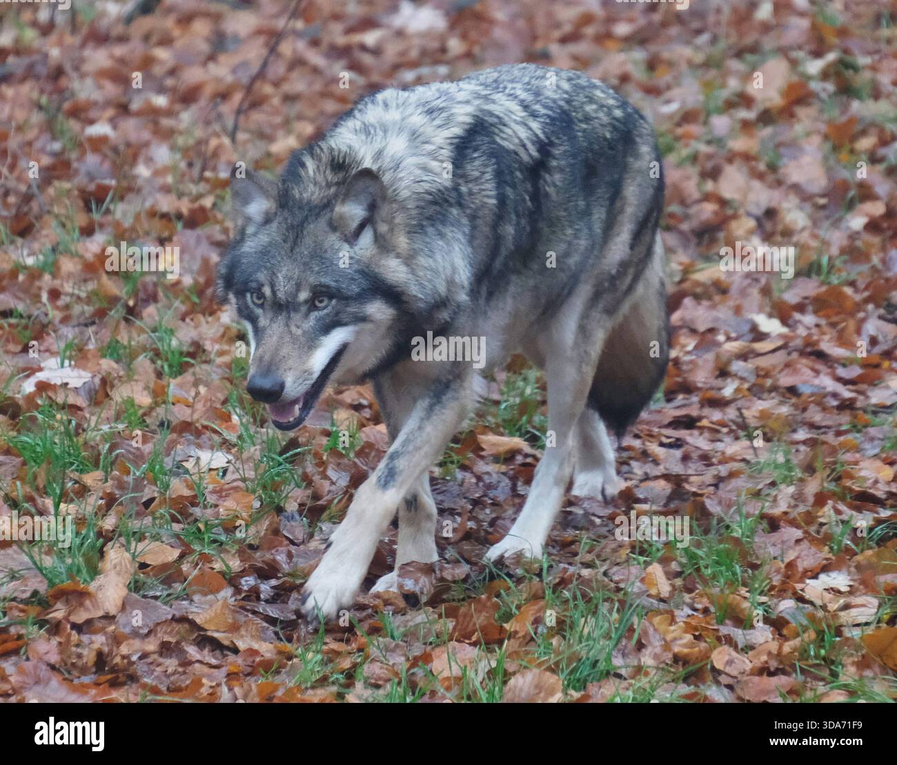 Wolf-Europaeischer Grauwolf in Deutschland in Aktion. Wolf-Grauwolf ...