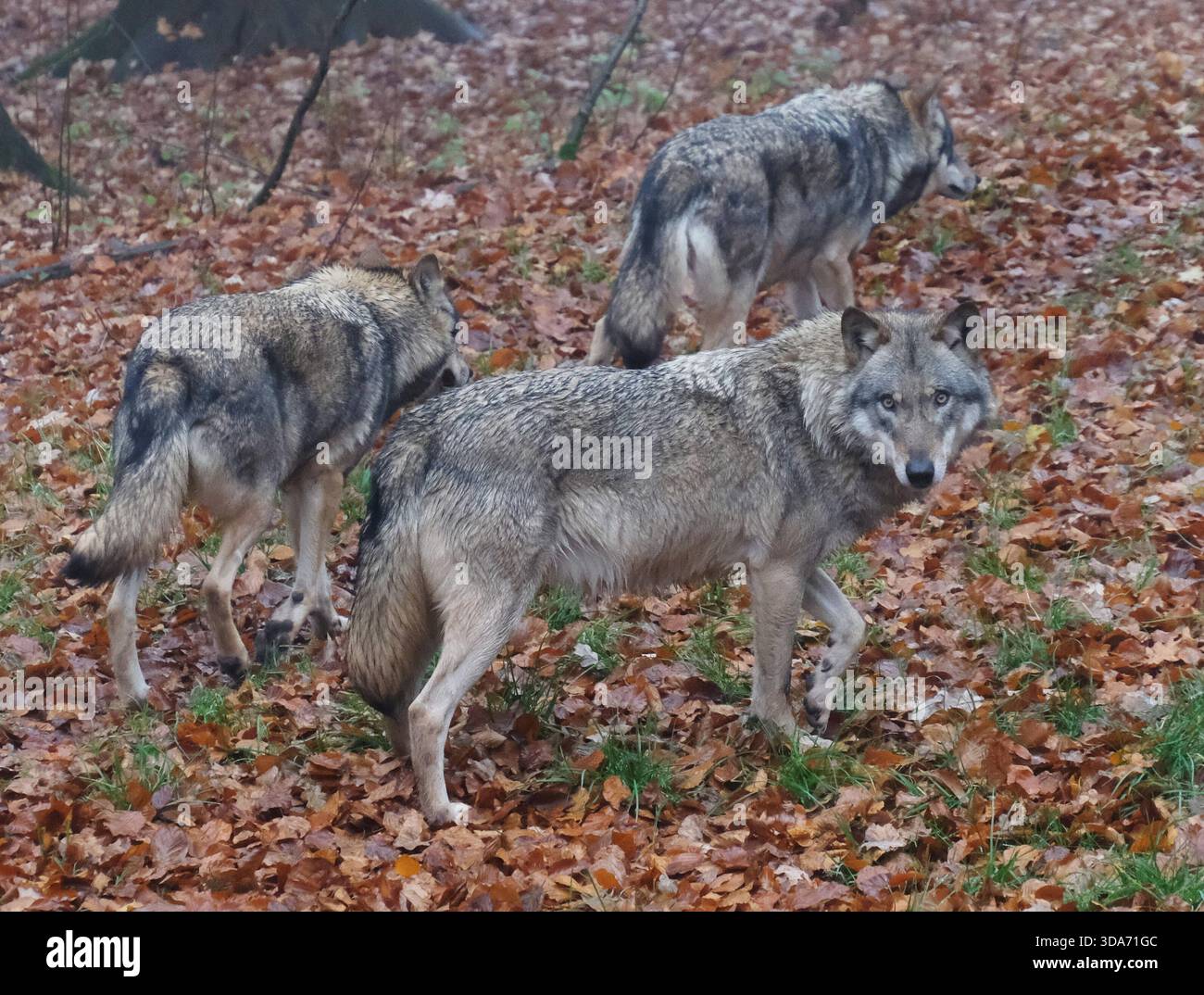 Wolf-Europaeischer Grauwolf in Deutschland in Aktion. Wolf-Grauwolf ...
