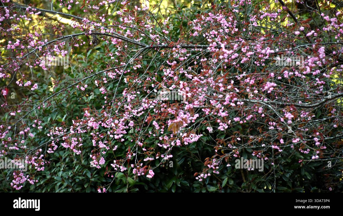 Winter cherry trees burst into bloom in Baoshan City, southwest China's ...