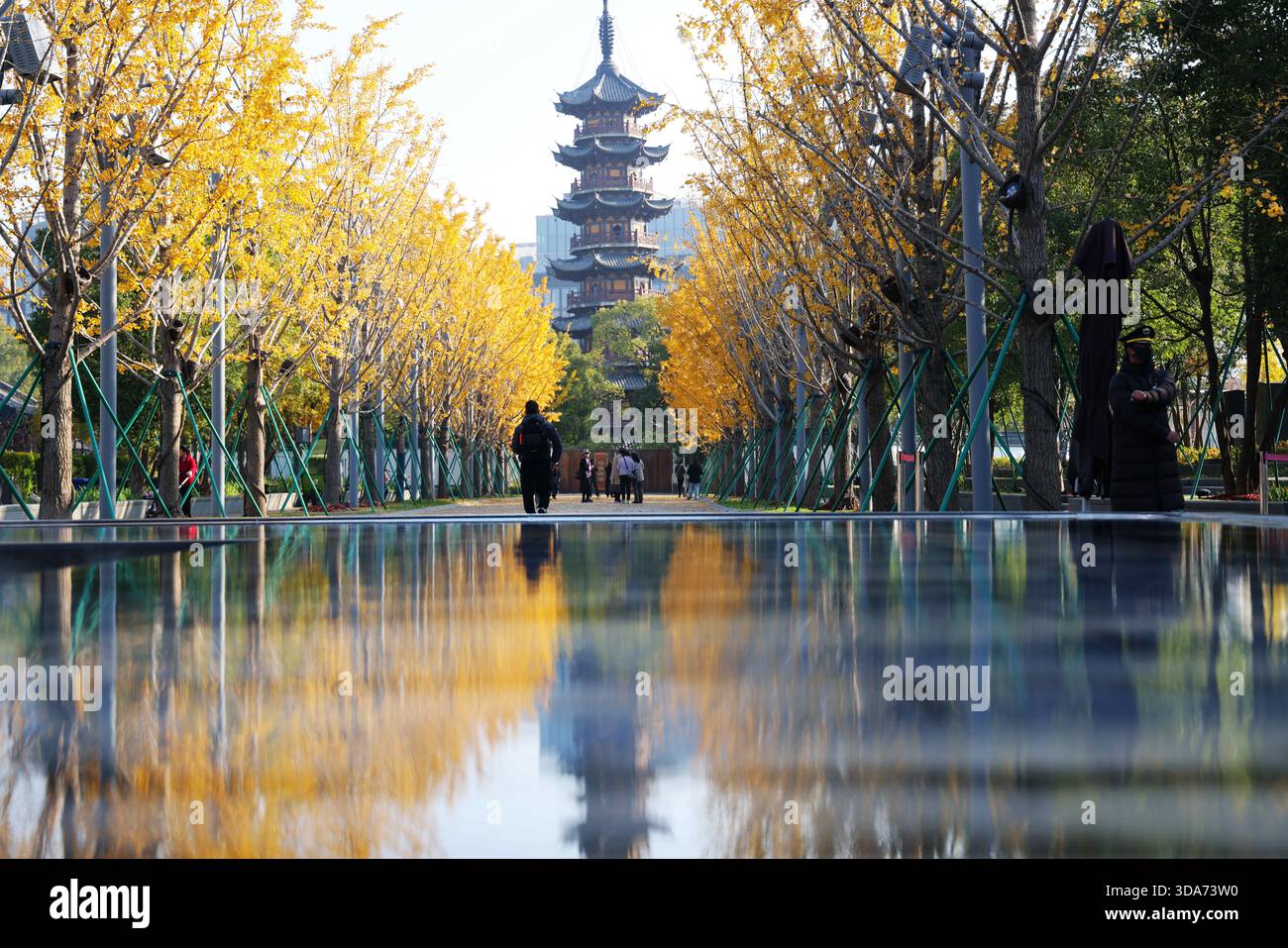 Tourists admire ginkgo trees at Longhua Temple in Shanghai, China, 6 ...