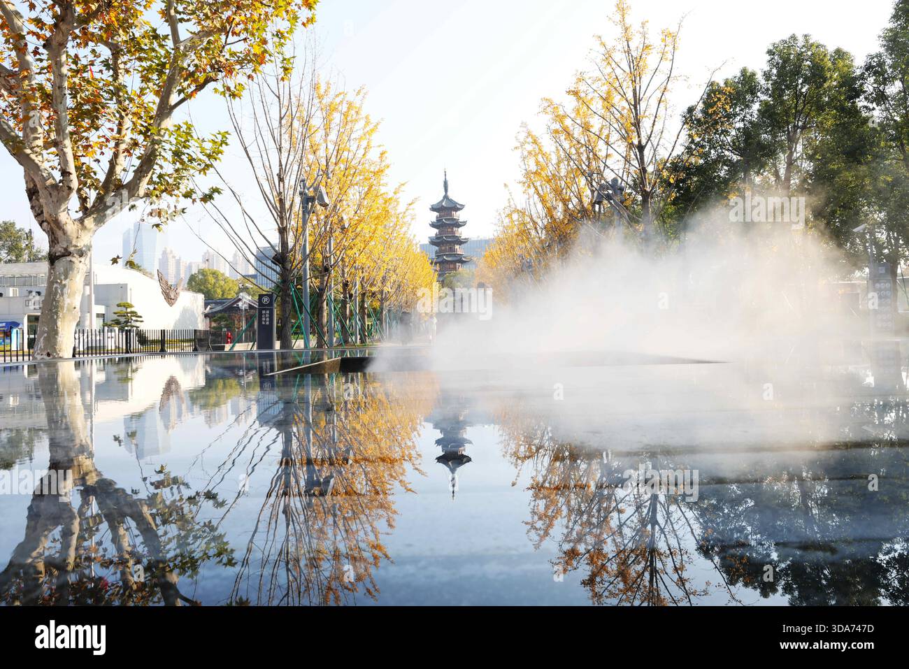 Tourists admire ginkgo trees at Longhua Temple in Shanghai, China, 6 ...
