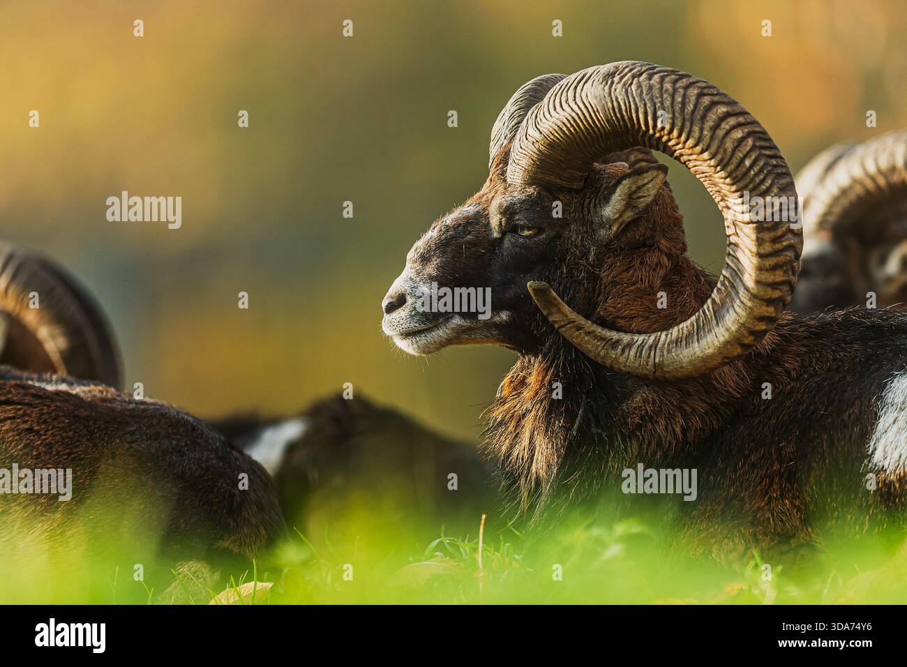 A single Mouflon Ovis orientalis musimon ewe stands alert in side ...