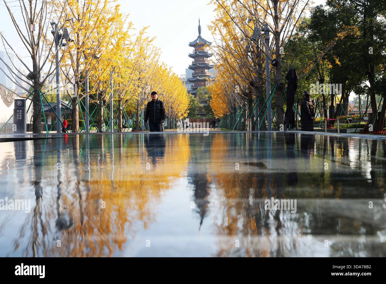 Tourists admire ginkgo trees at Longhua Temple in Shanghai, China, 6 ...