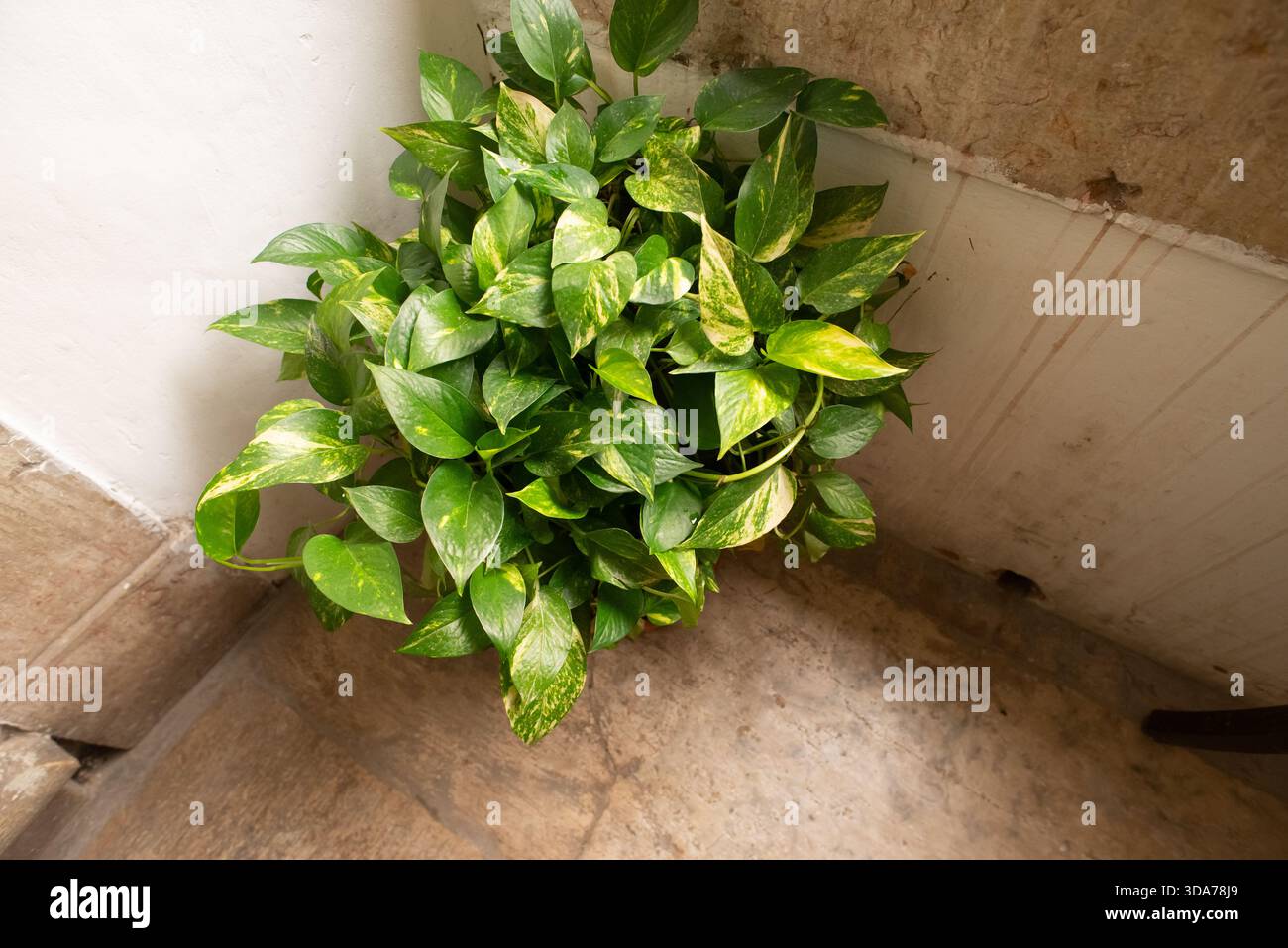 Close-up of a potted pothos plant, Epipremnum aureum, with its green ...