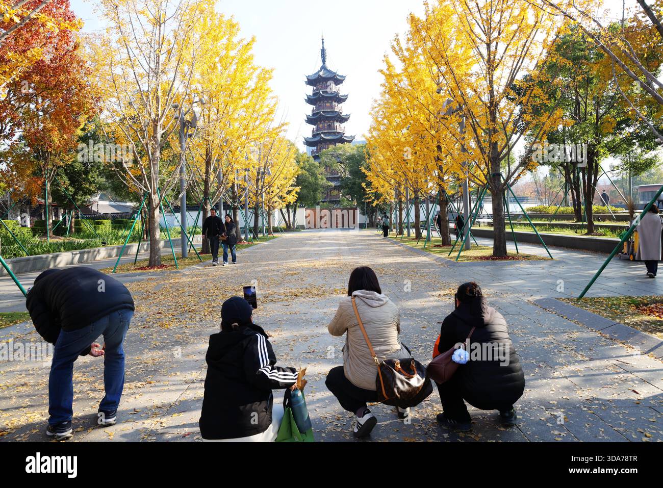 Tourists admire ginkgo trees at Longhua Temple in Shanghai, China, 6 ...