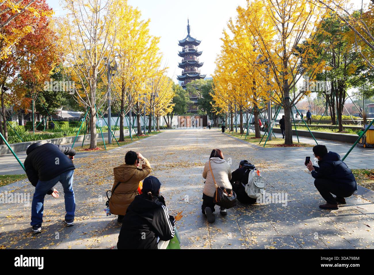 Tourists admire ginkgo trees at Longhua Temple in Shanghai, China, 6 ...