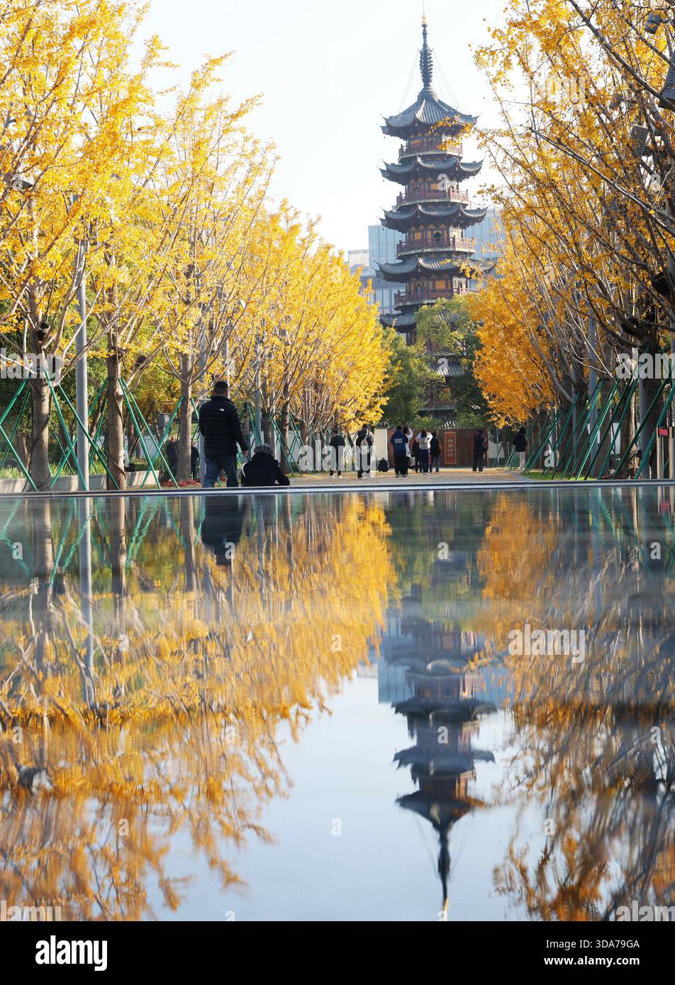 Tourists admire ginkgo trees at Longhua Temple in Shanghai, China, 6 ...