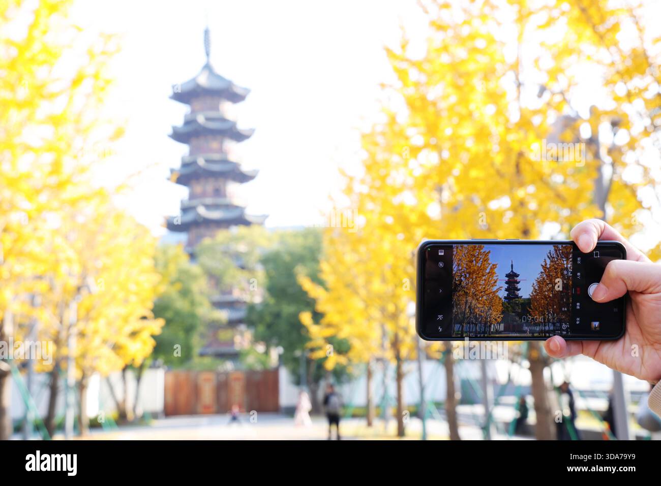 Tourists admire ginkgo trees at Longhua Temple in Shanghai, China, 6 ...