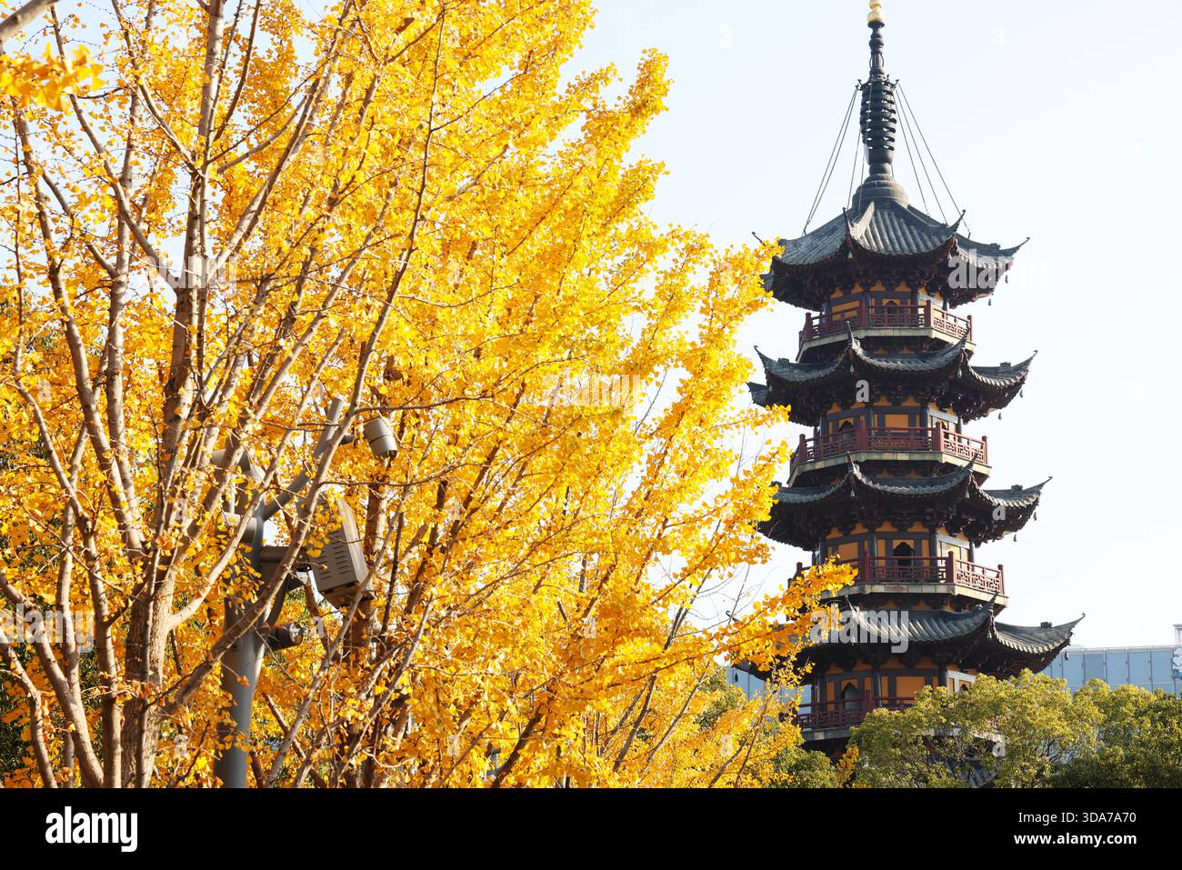 Tourists admire ginkgo trees at Longhua Temple in Shanghai, China, 6 ...